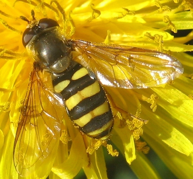 Eupeodes americanus from Tweed, ON, Canada on May 06, 2023 at 02:51 PM ...