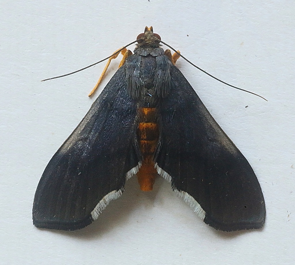 Omiodes pandaralis from Puntarenas, Monteverde, estacion biologica ...