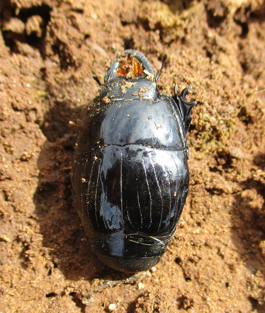 Histerini from Serowe on April 28, 2023 by Botswanabugs. in cow dung ...