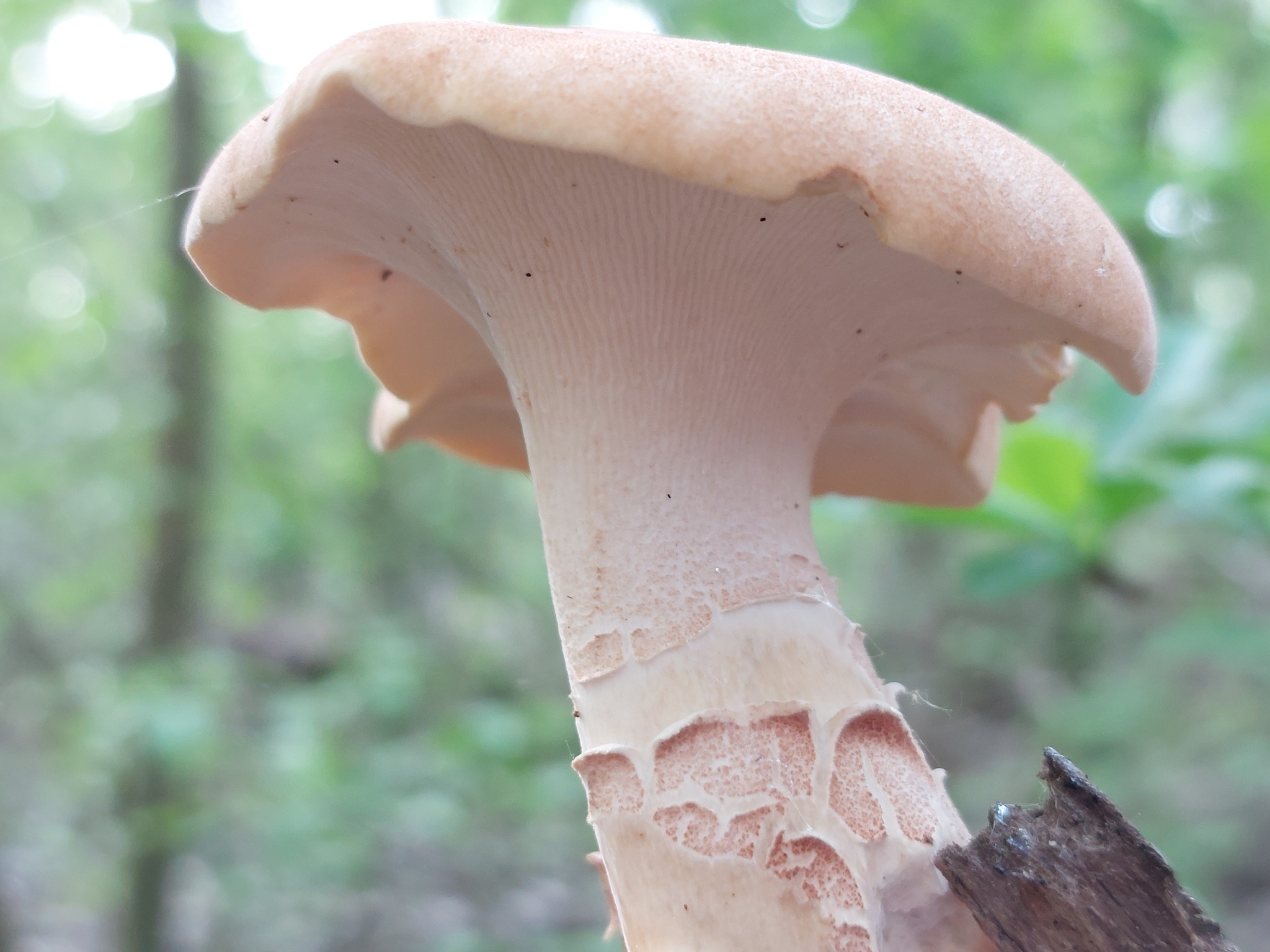 Neolentinus cyathiformis (Schaeff.) Della Magg. & Trassin.