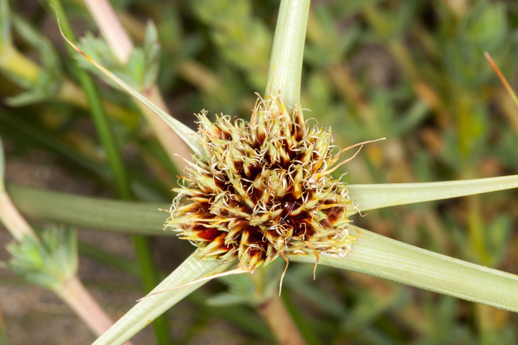 Dünen-Zypergras (Tenerife Plants Poales) · iNaturalist