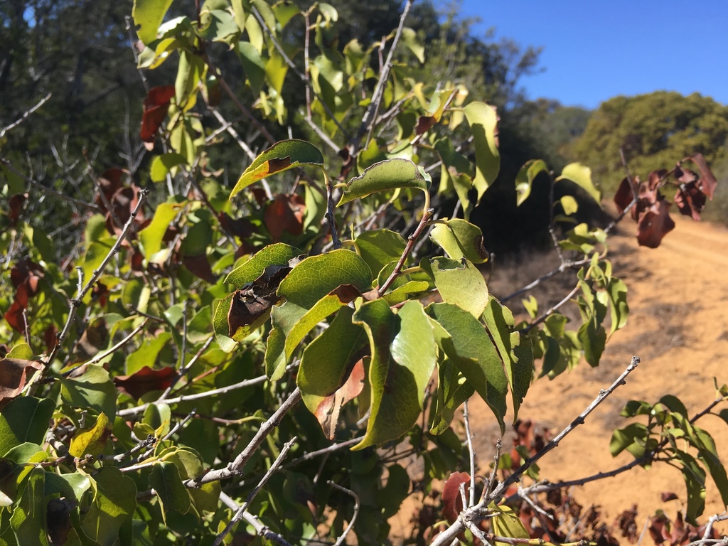 Catalina Cherry (Prunus ilicifolia lyonii) - Botanical Realm