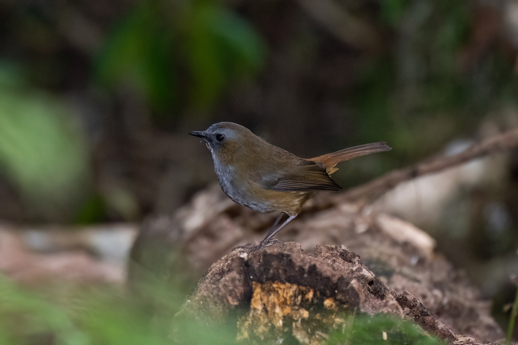 Olive-flanked Robin-Chat from Mulanje, Malawi on May 6, 2023 at 04:44 ...