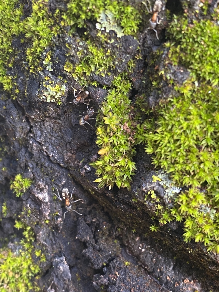 Western Velvety Tree Ant from Cleveland National Forest, Trabuco Canyon ...