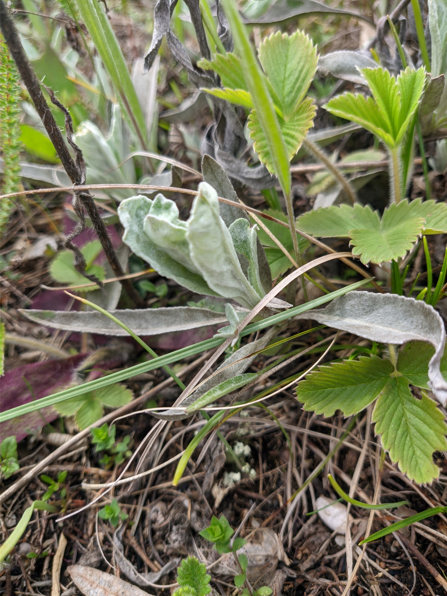 Veronica incana subsp. incana