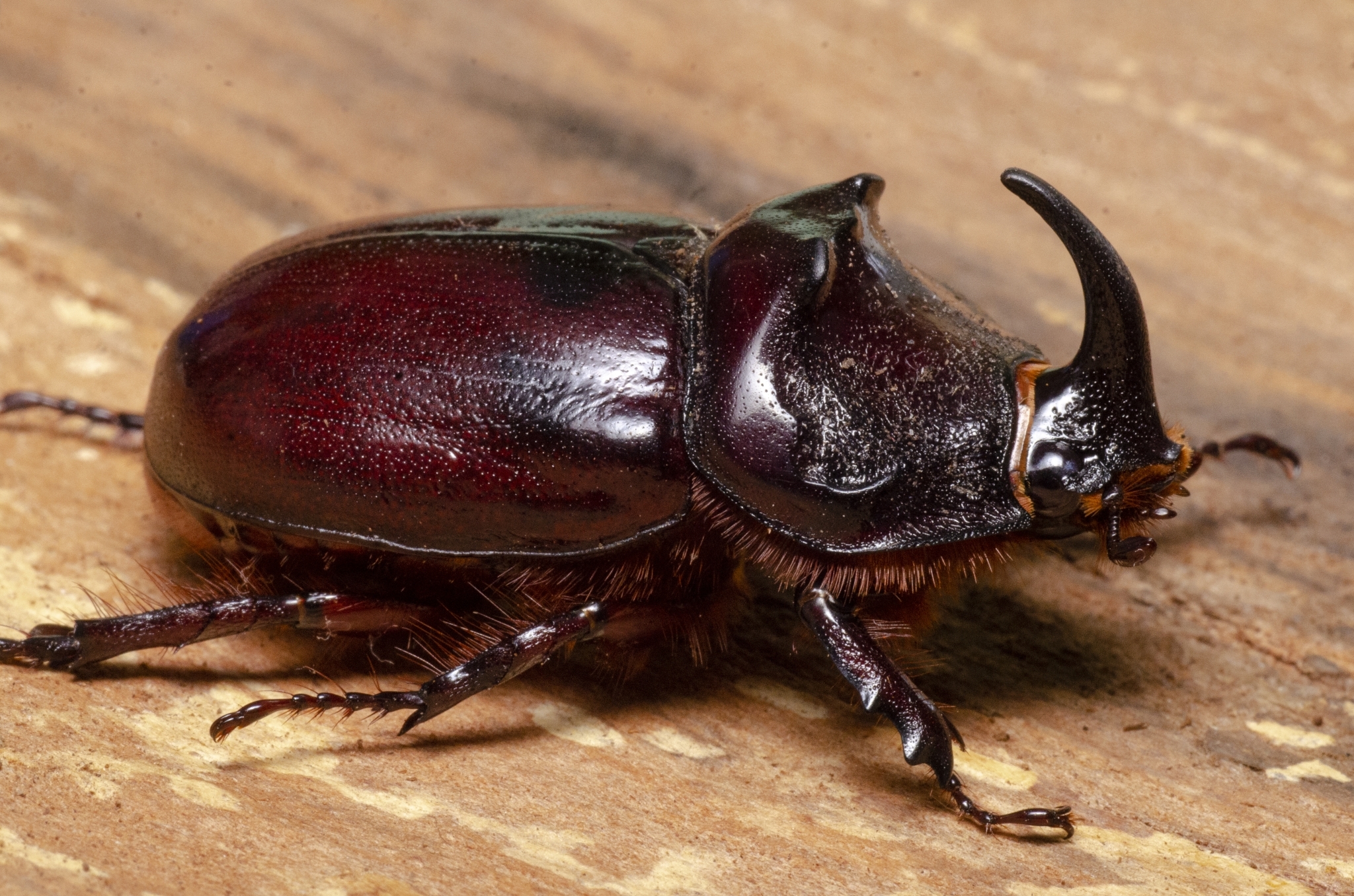 Oryctes nasicornis (Linnaeus, 1758)