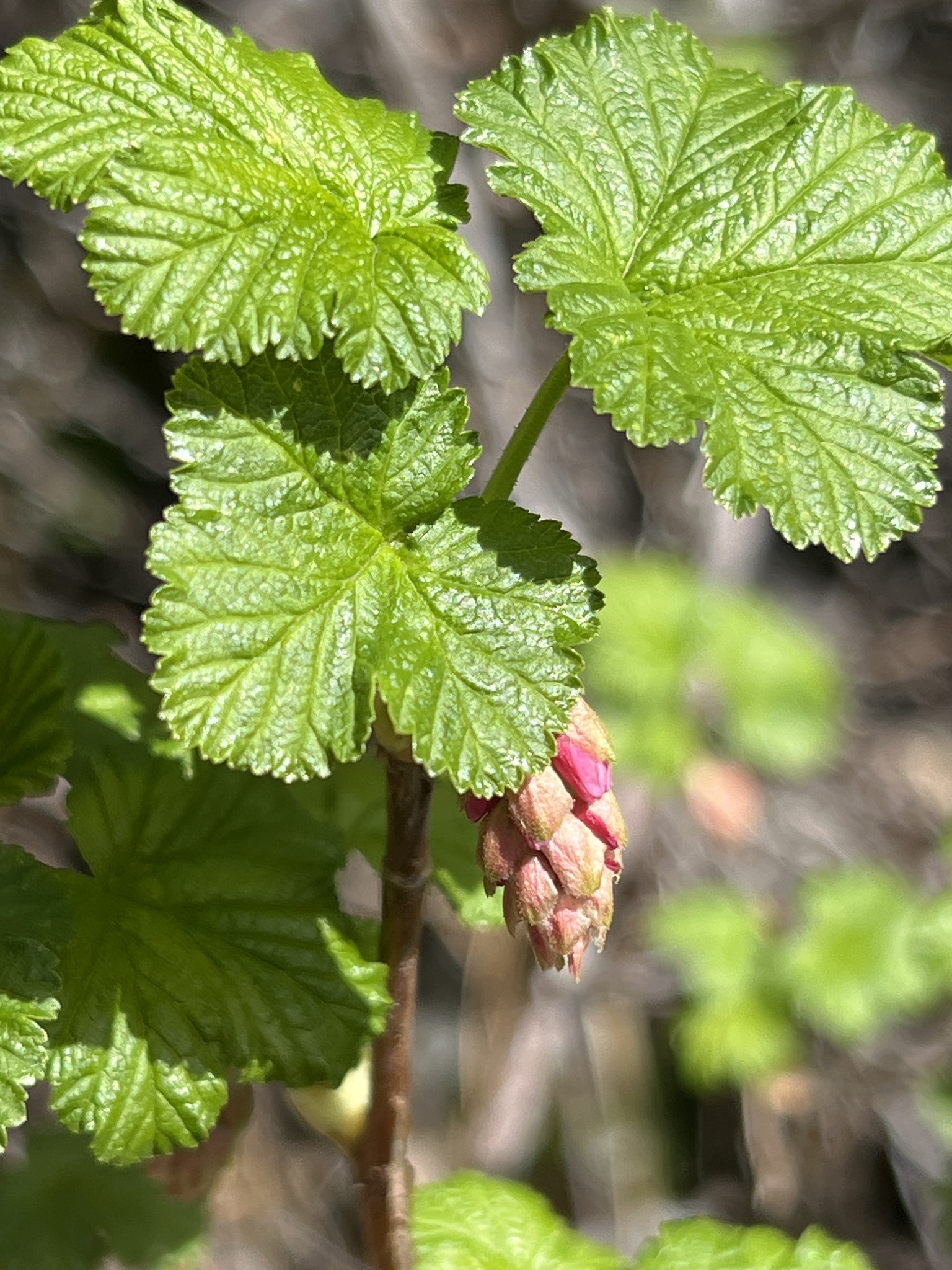 Ribes nevadense Kellogg