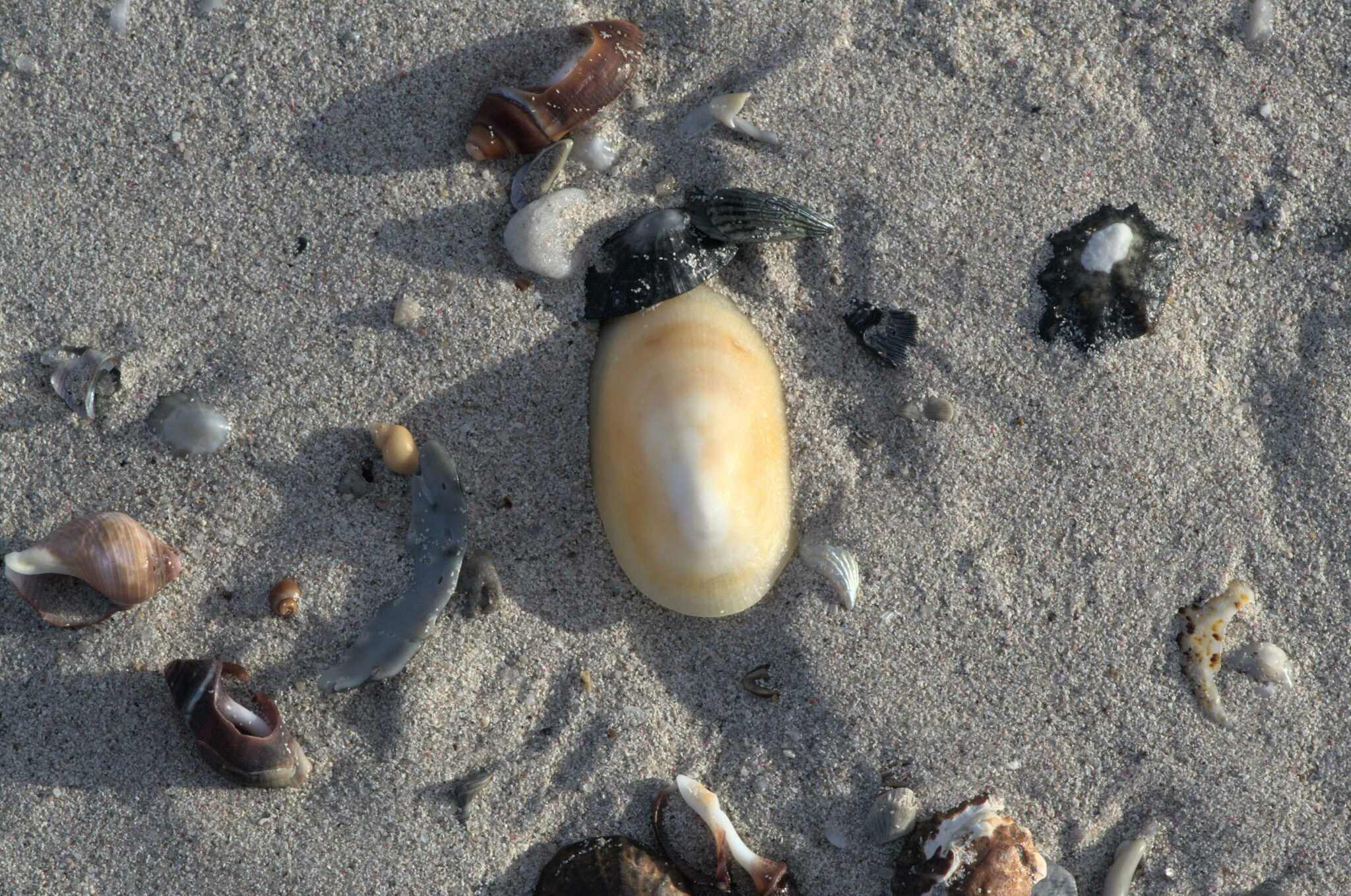 Cymbula compressa (Linnaeus, 1758)