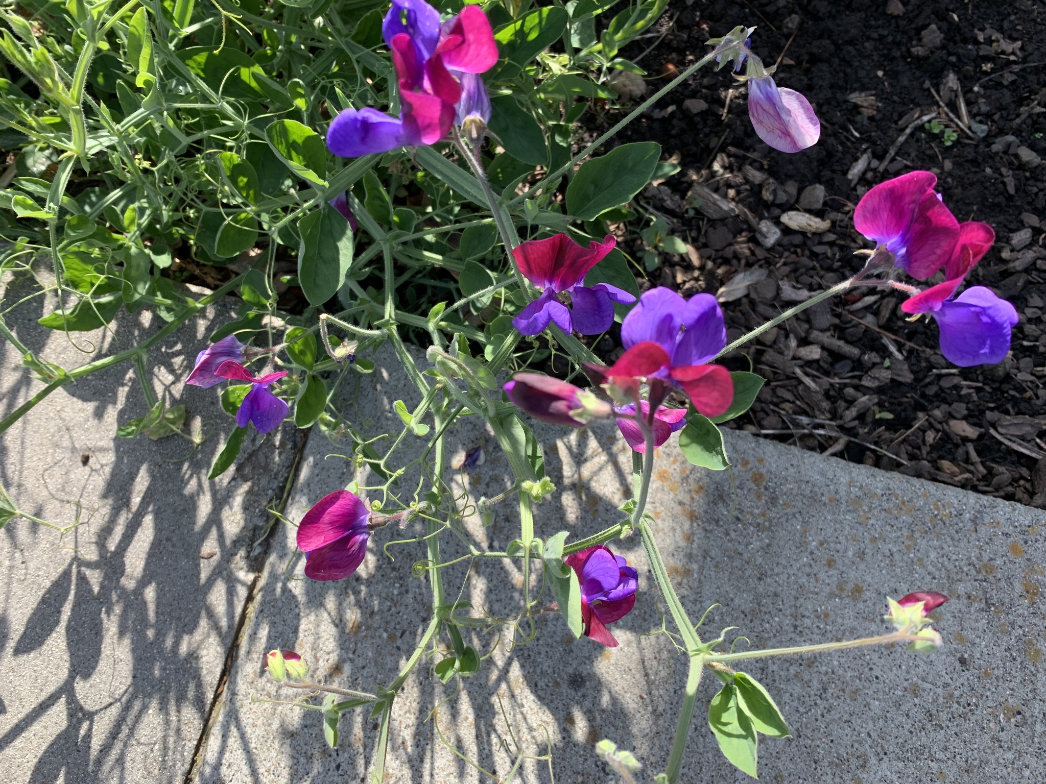 Lathyrus odoratus L.