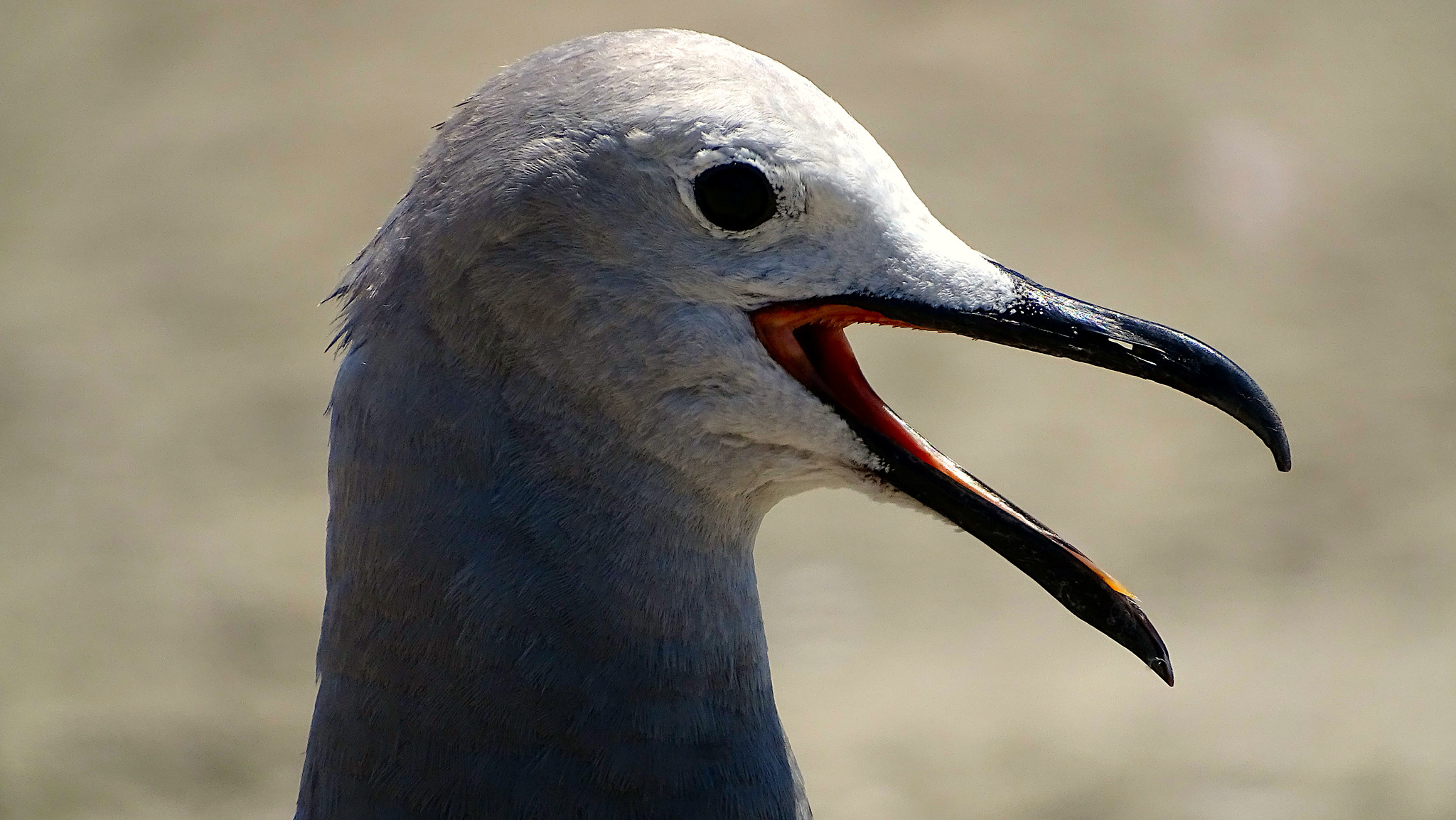 Leucophaeus modestus (Tschudi, 1843)