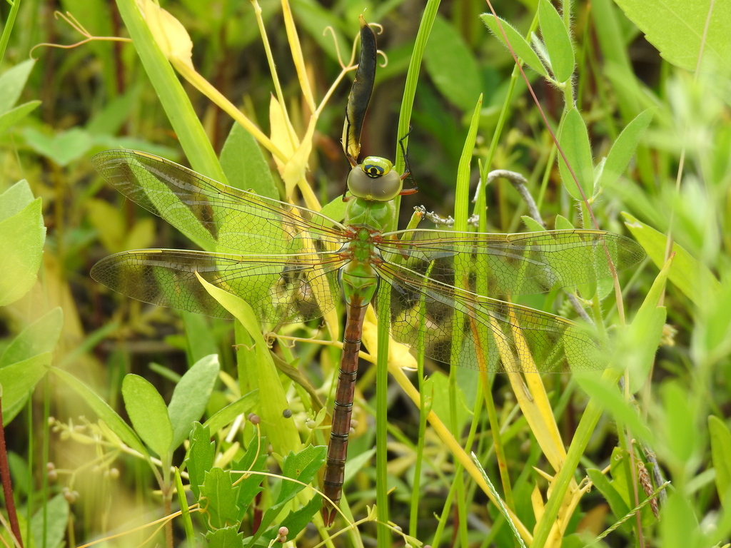 Common Green Darner from Lewisville, TX, USA on May 07, 2023 at 09:44 ...