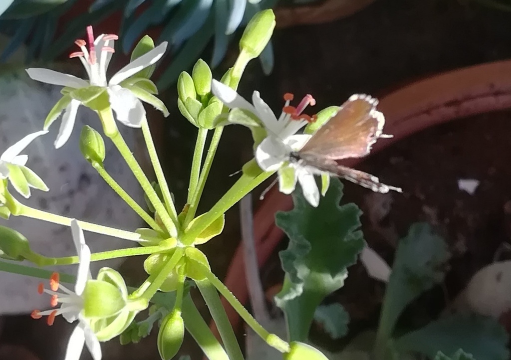 Common Geranium-bronze from Kommetjie, Cape Town, South Africa on April ...
