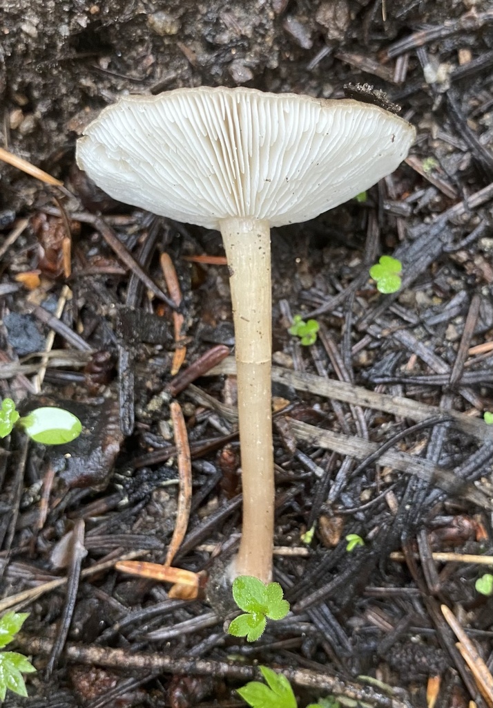 Melanoleuca angelesiana from Boise National Forest, Cascade, ID, US on ...