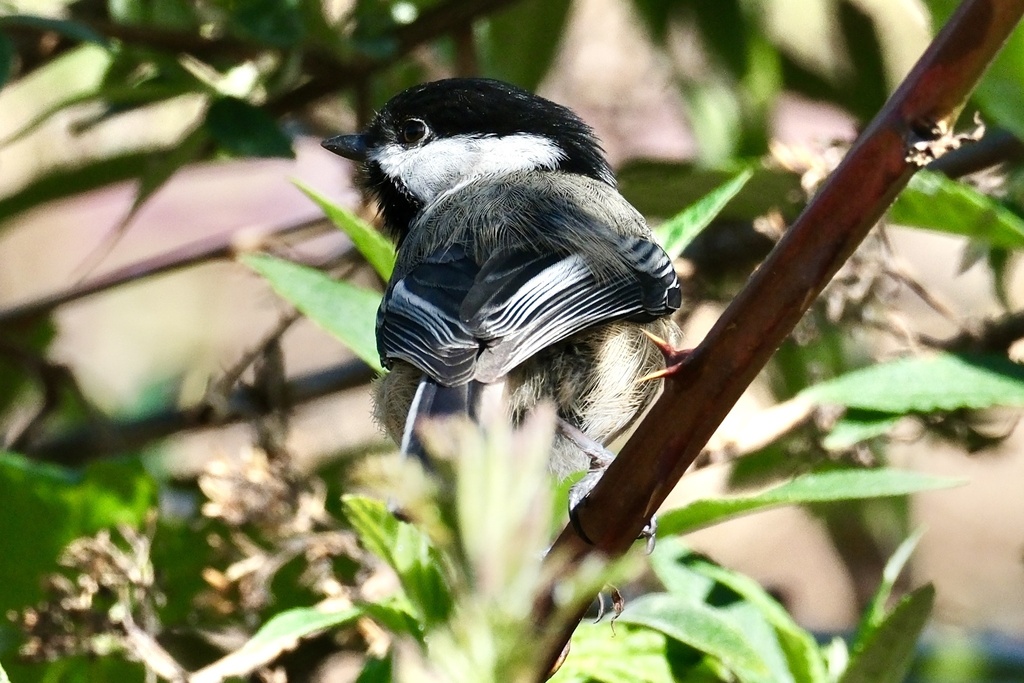 Black-capped Chickadee from Shoreview Park, Shoreline, WA, US on April ...