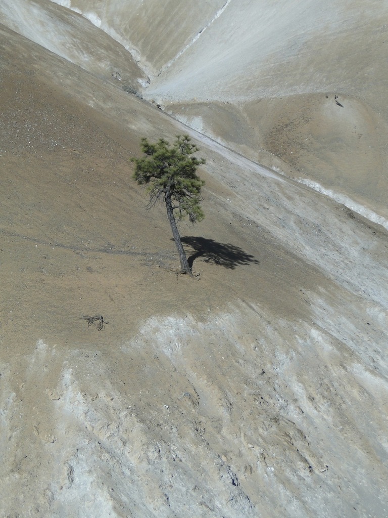 Coulter pine (Pinus coulteri) - Botanical Realm