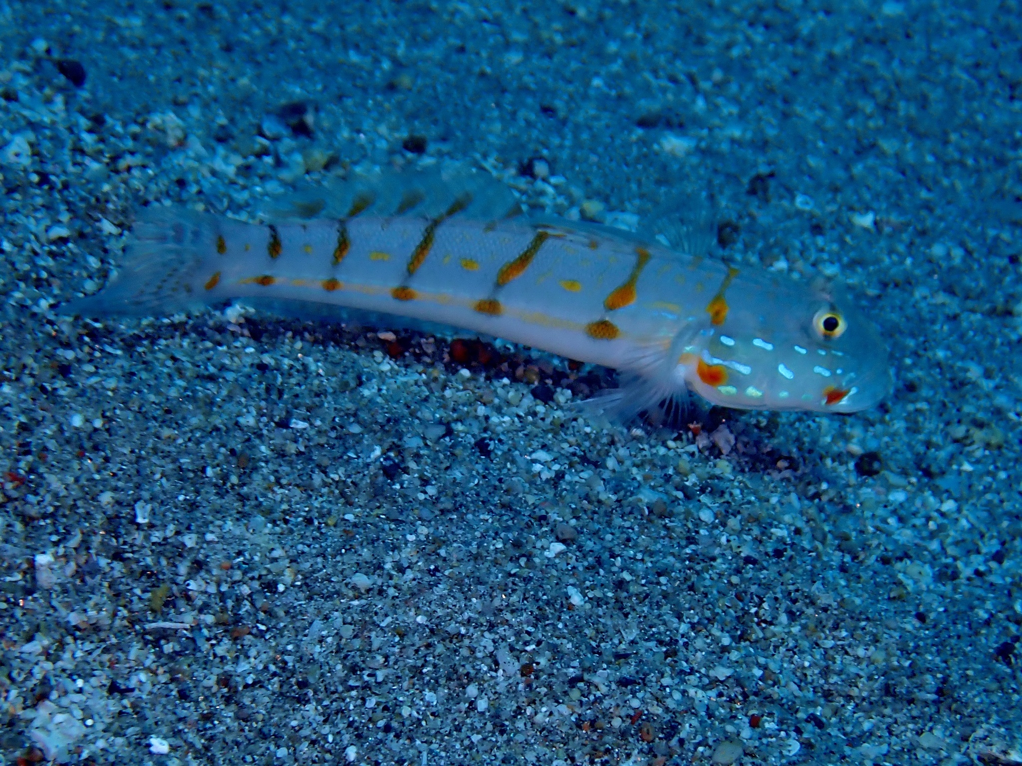 Valenciennea puellaris (Tomiyama, 1956)