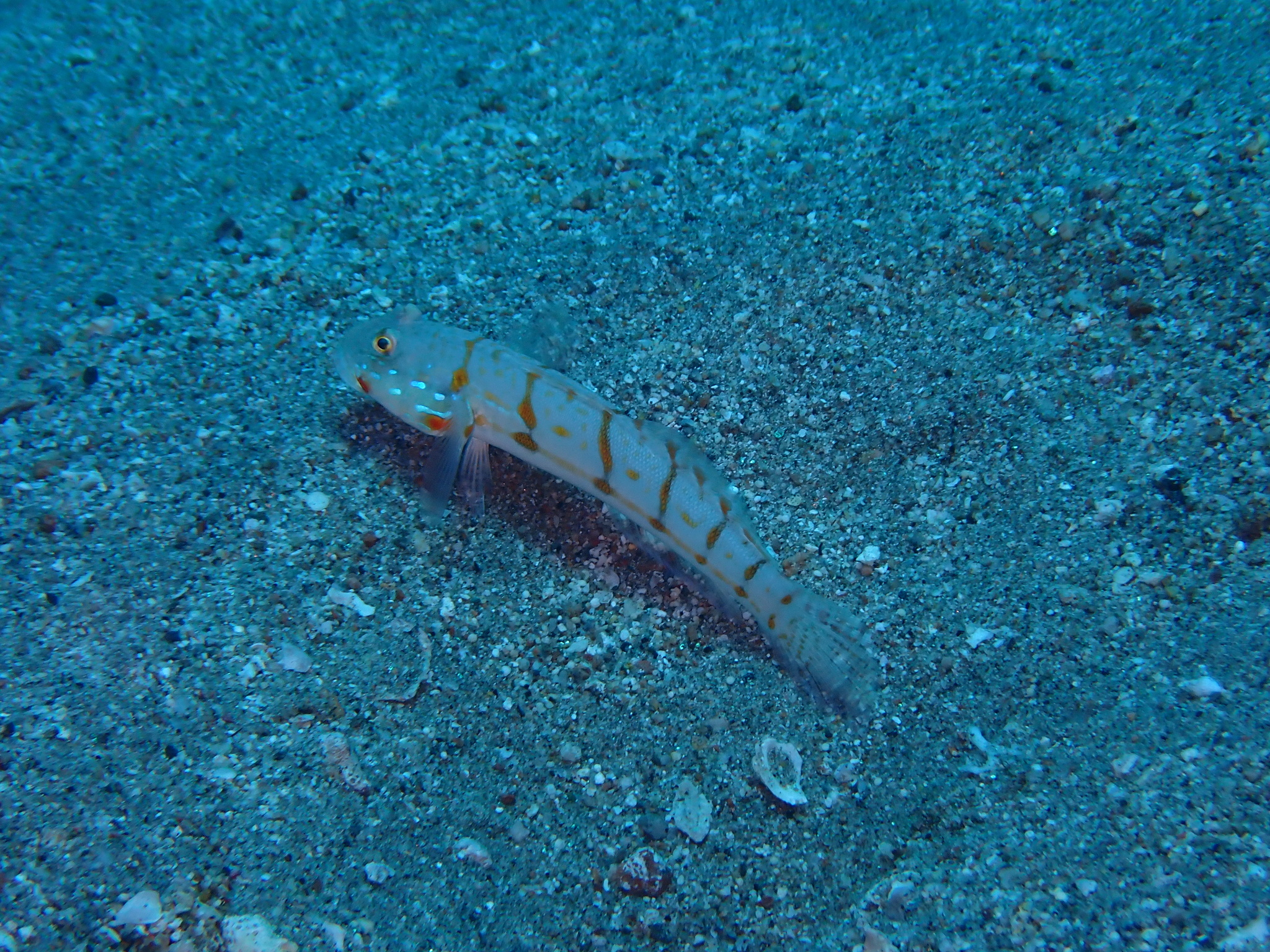 Valenciennea puellaris (Tomiyama, 1956)