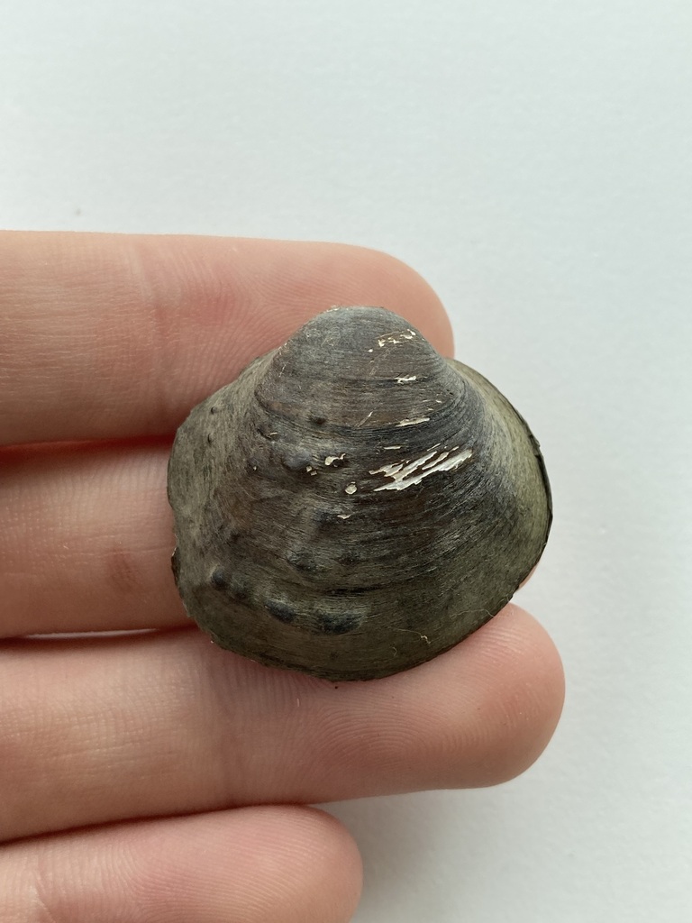 Pimpleback from Franklin County, MO, USA on May 6, 2023 at 12:46 PM by ...