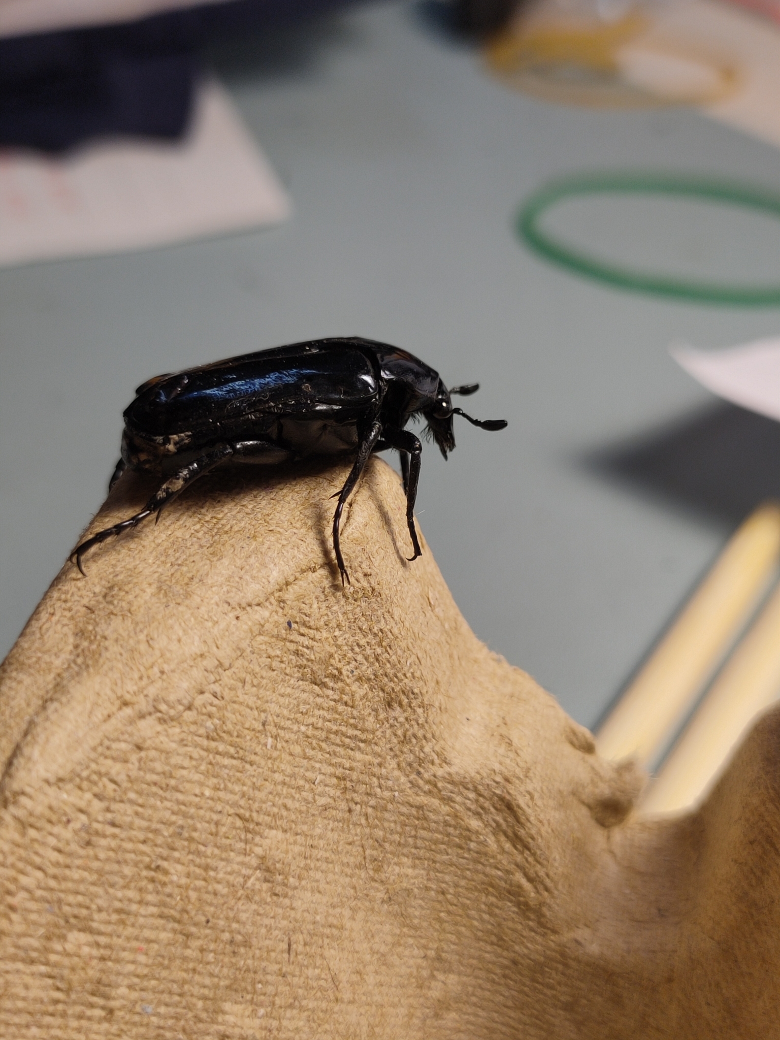 Macronota shangaicus (Neervoort Van De Poll, 1886)