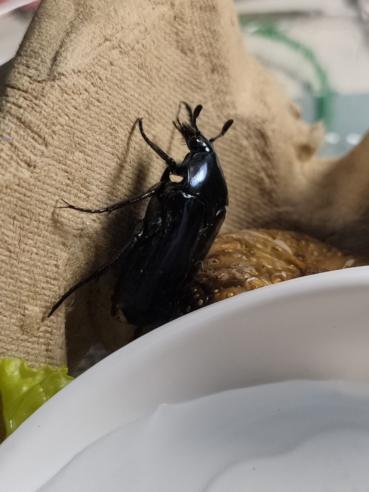 Macronota shangaicus (Neervoort Van De Poll, 1886)