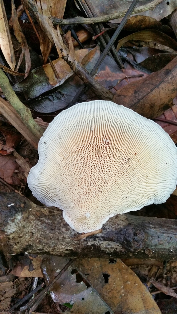 Trametes flavida from Bù Gia Mập, Bình Phước, Вьетнам on October 25 ...