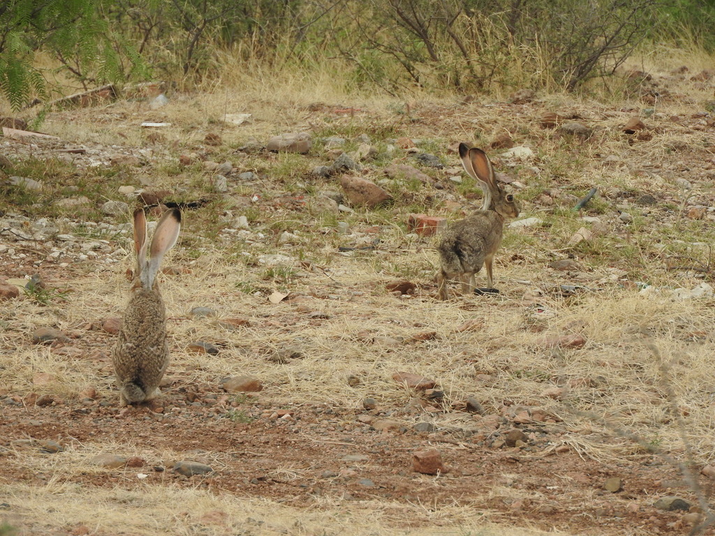 Black-tailed Jackrabbit from Chihuahua, Chih., México on May 1, 2023 at ...