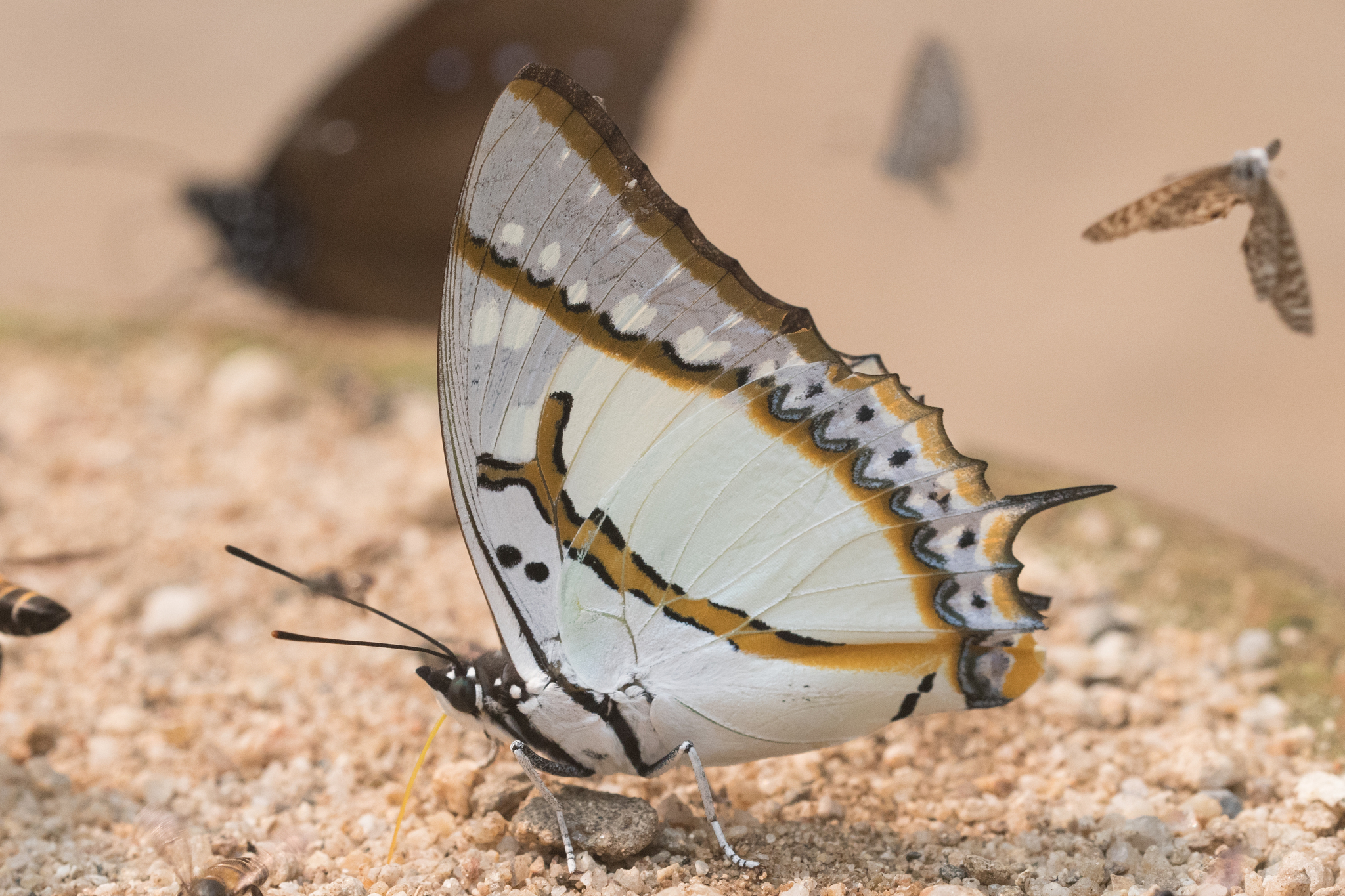 Polyura eudamippus (Doubleday, 1843)