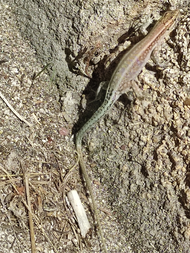 Pelasgian Rock Lizard from South Aegean, Aegean, GR on May 7, 2023 at ...