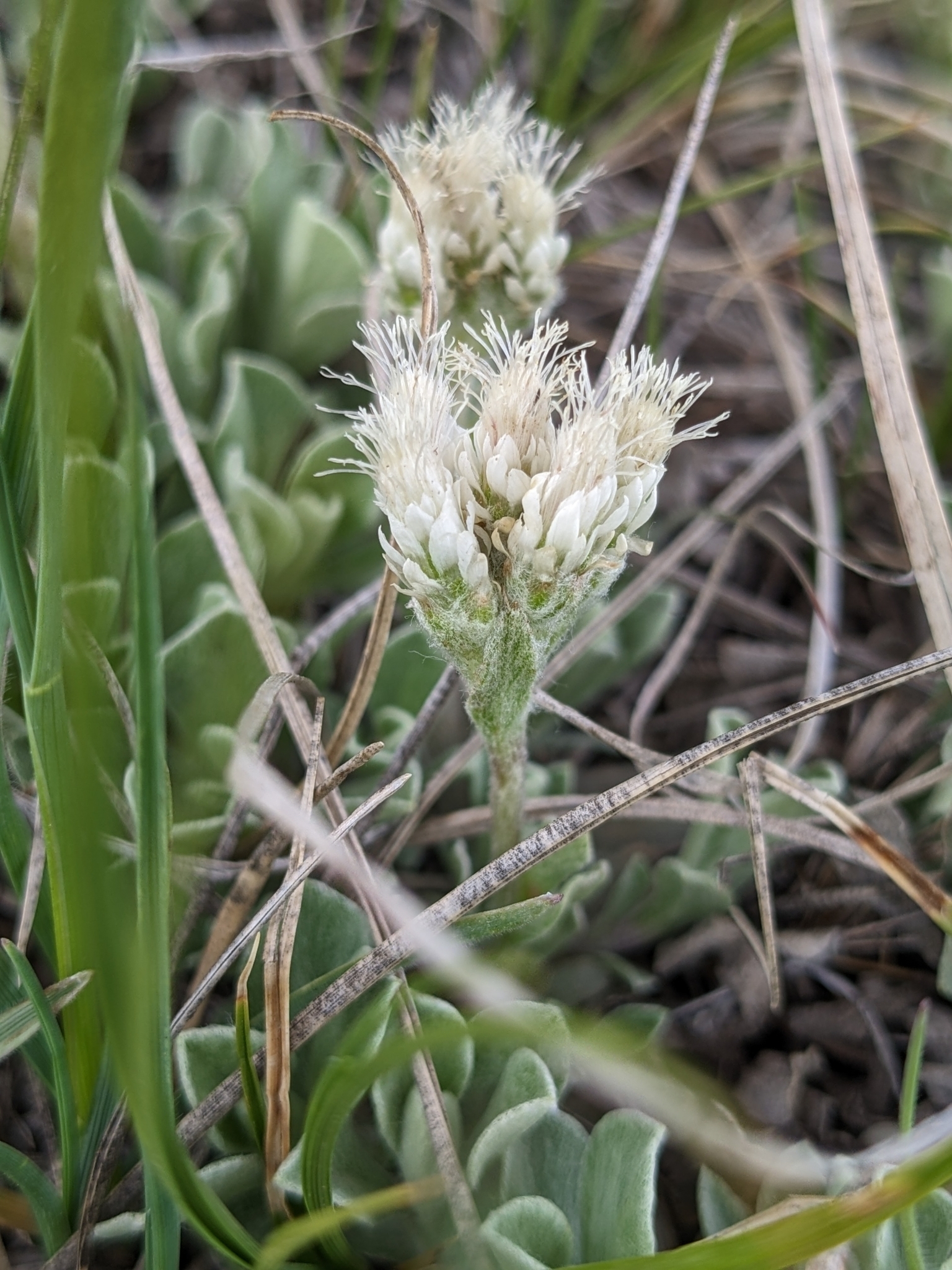 Antennaria parvifolia Nutt.