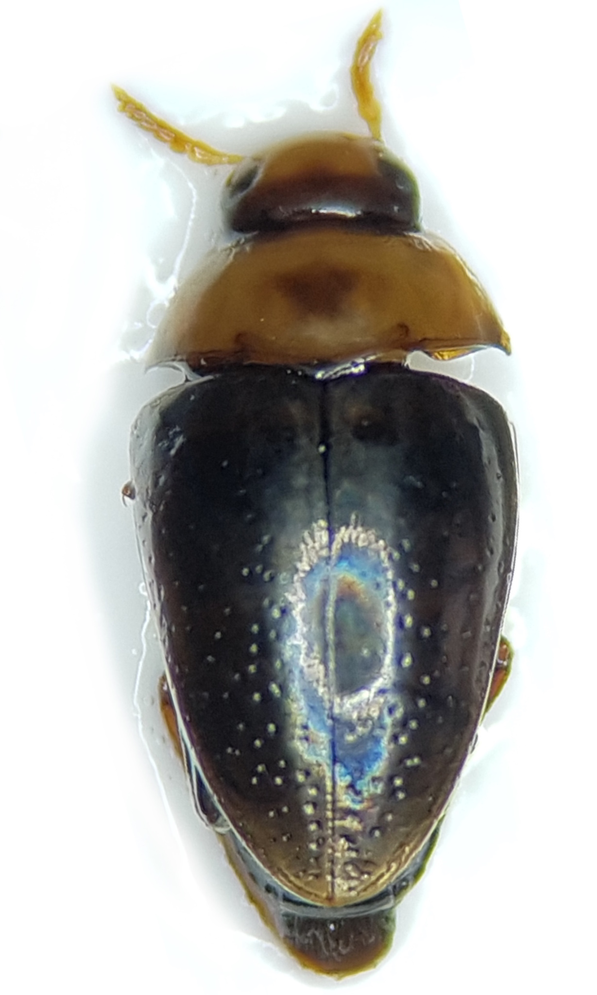 Noterus clavicornis (De Geer, 1774)
