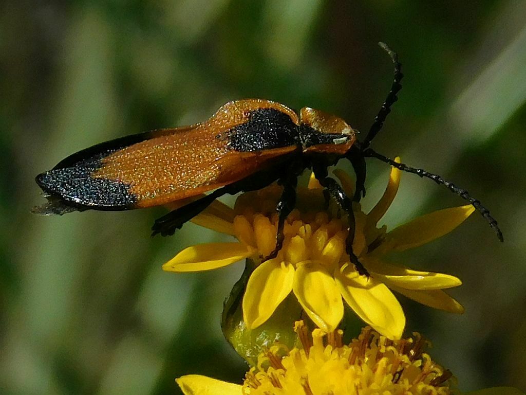 Netwing Beetles from Sandpit Greyton, 7233, South Africa on May 01 ...