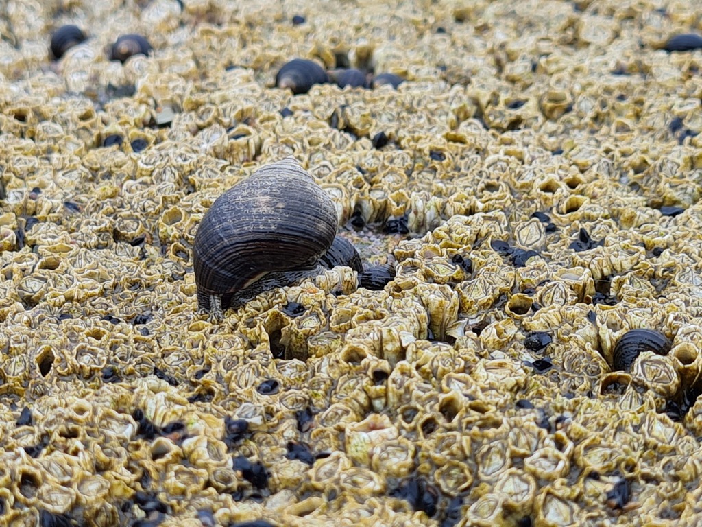 Littorina from Hartlepool, UK on 07 May, 2023 at 12:24 PM by Alison ...