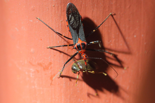 Genus Castolus · iNaturalist