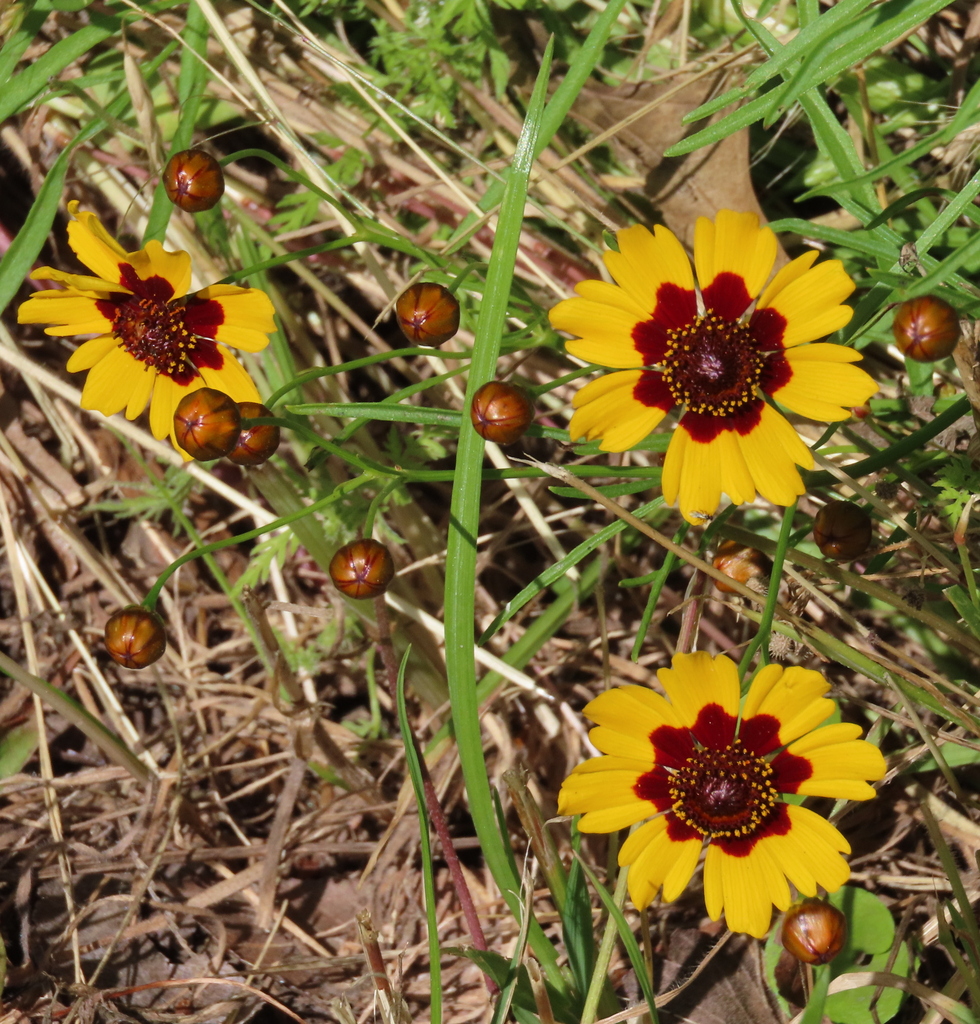 plains coreopsis from Dallas, TX, USA on May 1, 2023 at 10:48 AM by ...