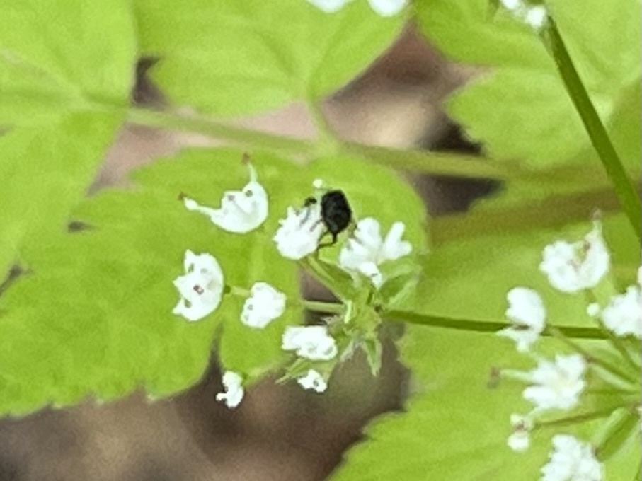 Insects from Weldon Spring Conservation Area, Saint Charles, MO, US on ...