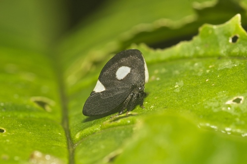 Membracis elevata · iNaturalist
