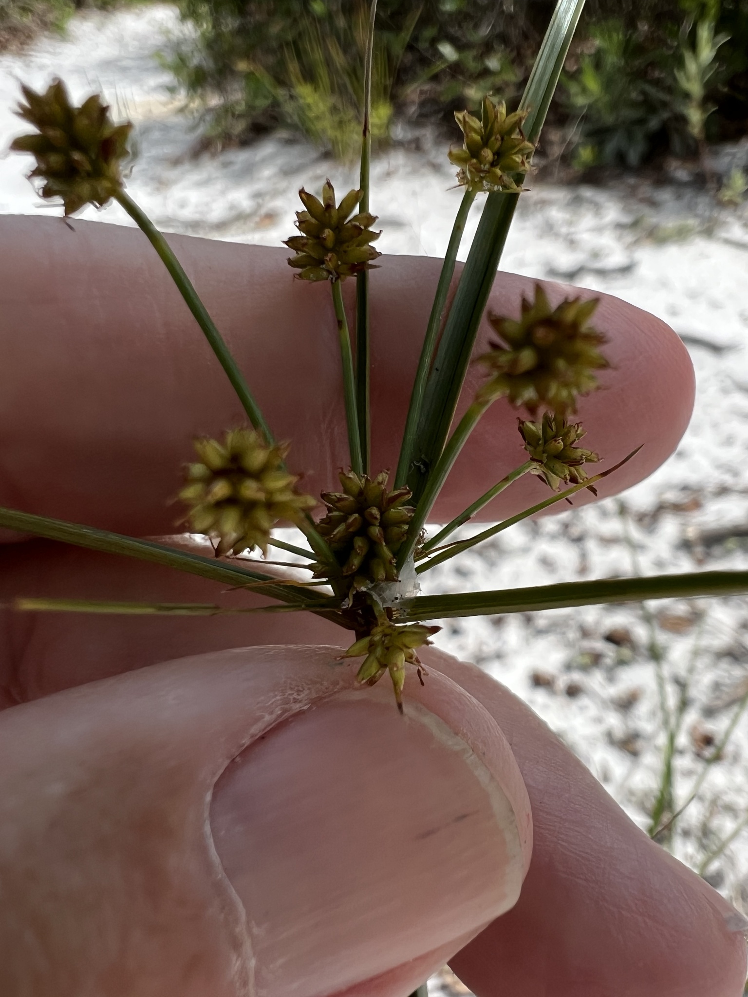 Cyperus retrorsus Chapm.