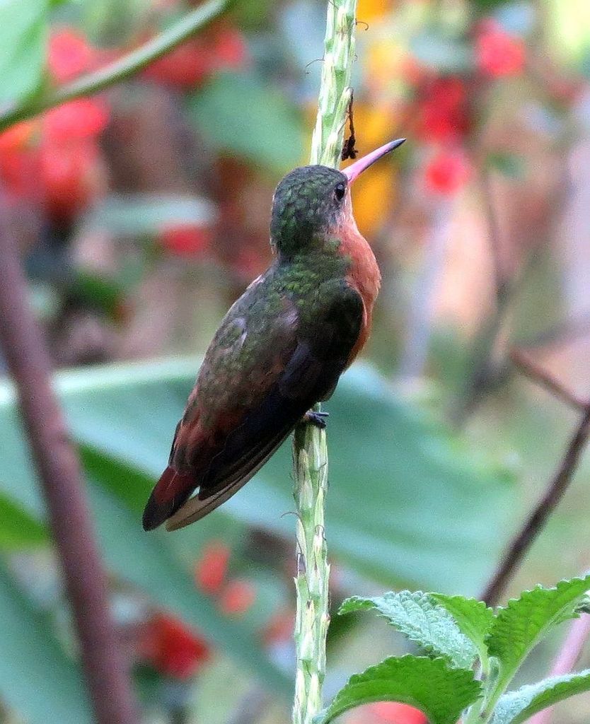 Cinnamon Hummingbird from Capulín, San Jose, Costa Rica on February 28 ...