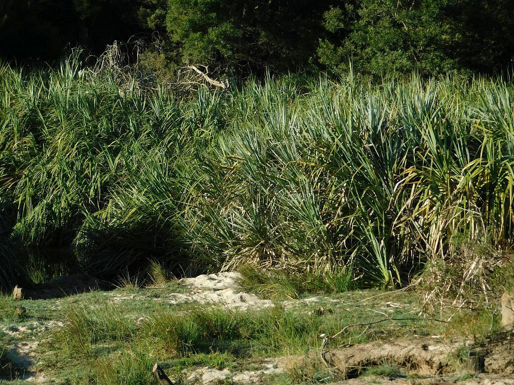 Palmiet from Sandpit Greyton, 7233, South Africa on May 01, 2023 at 08: ...