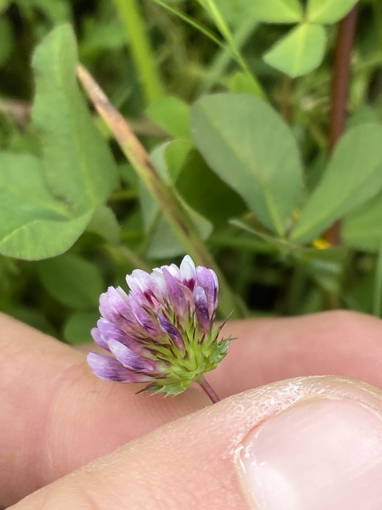 Pacific Grove Clover in May 2023 by Andrew Evans · iNaturalist