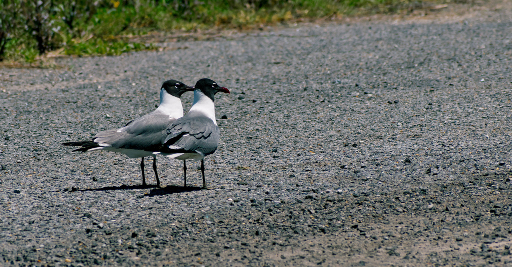 Laughing Gull from Cameron Parish, LA, USA on April 22, 2023 at 12:38 ...