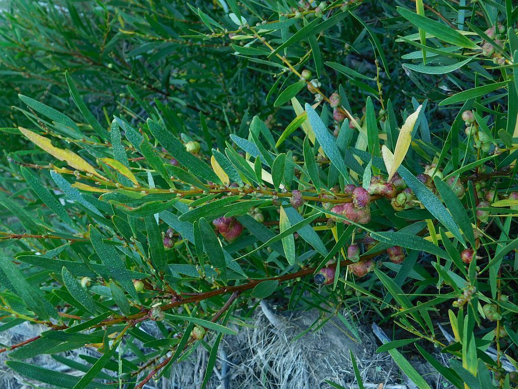 Longleaf Wattle Gall Wasp from Sandpit Greyton, 7233, South Africa on ...