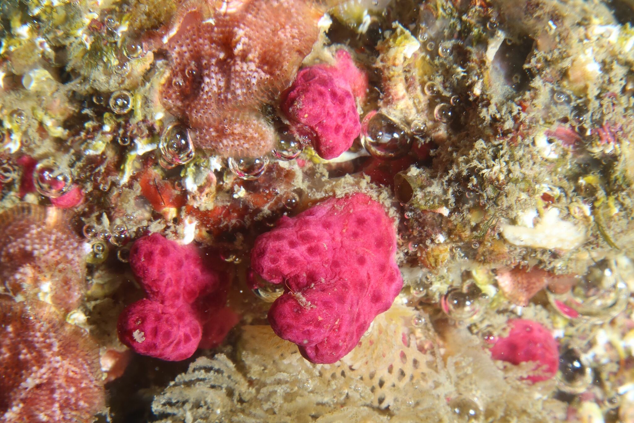 Alcyonium coralloides (Pallas, 1766)