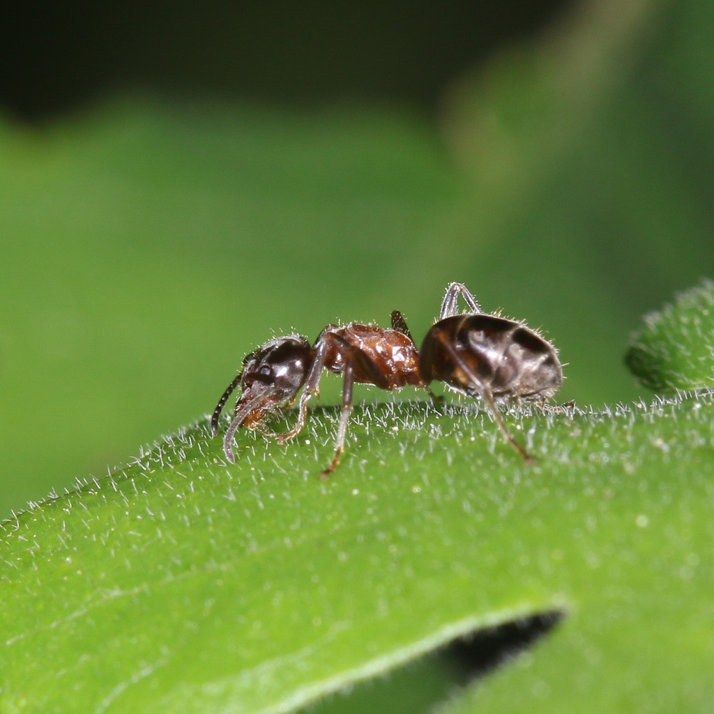 Western Velvety Tree Ant from San Benito County, CA, USA on May 5, 2023 ...