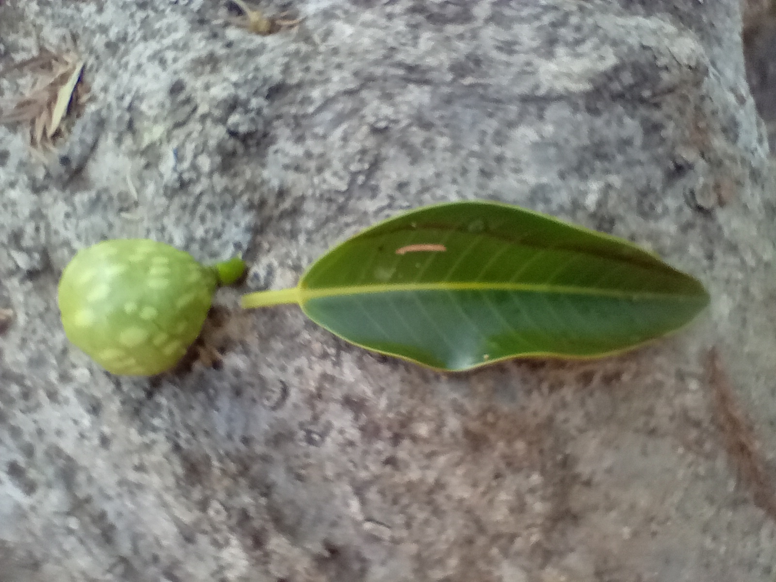 Ficus insipida Willd.