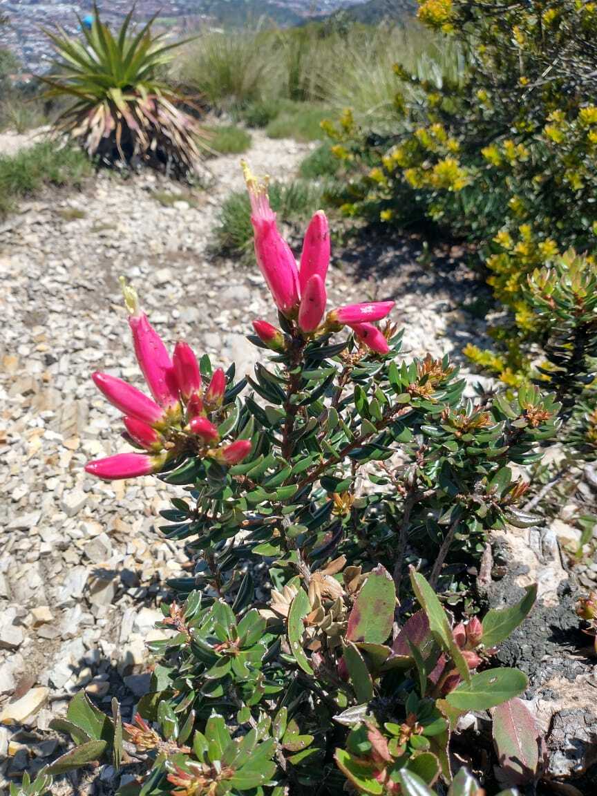 Bejaria resinosa Mutis ex L.fil.