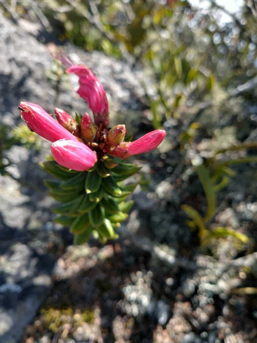 Bejaria resinosa Mutis ex L.fil.