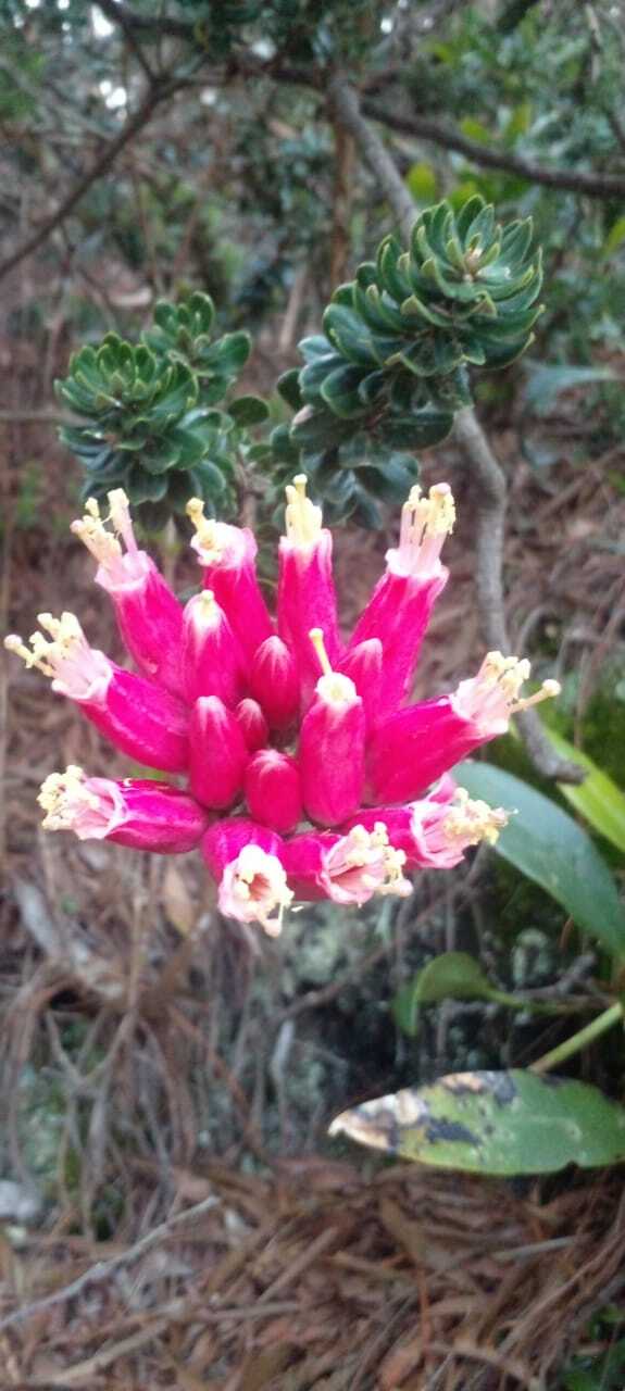 Bejaria resinosa Mutis ex L.fil.