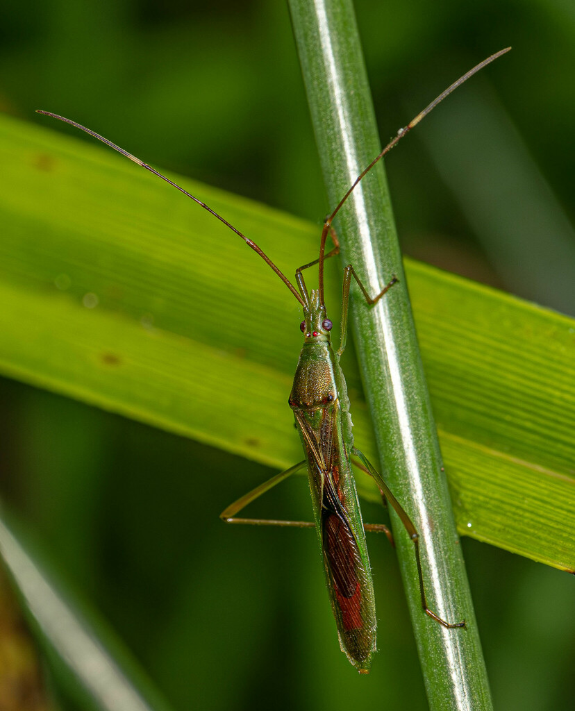 Paddy Bug from Landsborough QLD 4550, Australia on May 7, 2023 at 09:46 ...