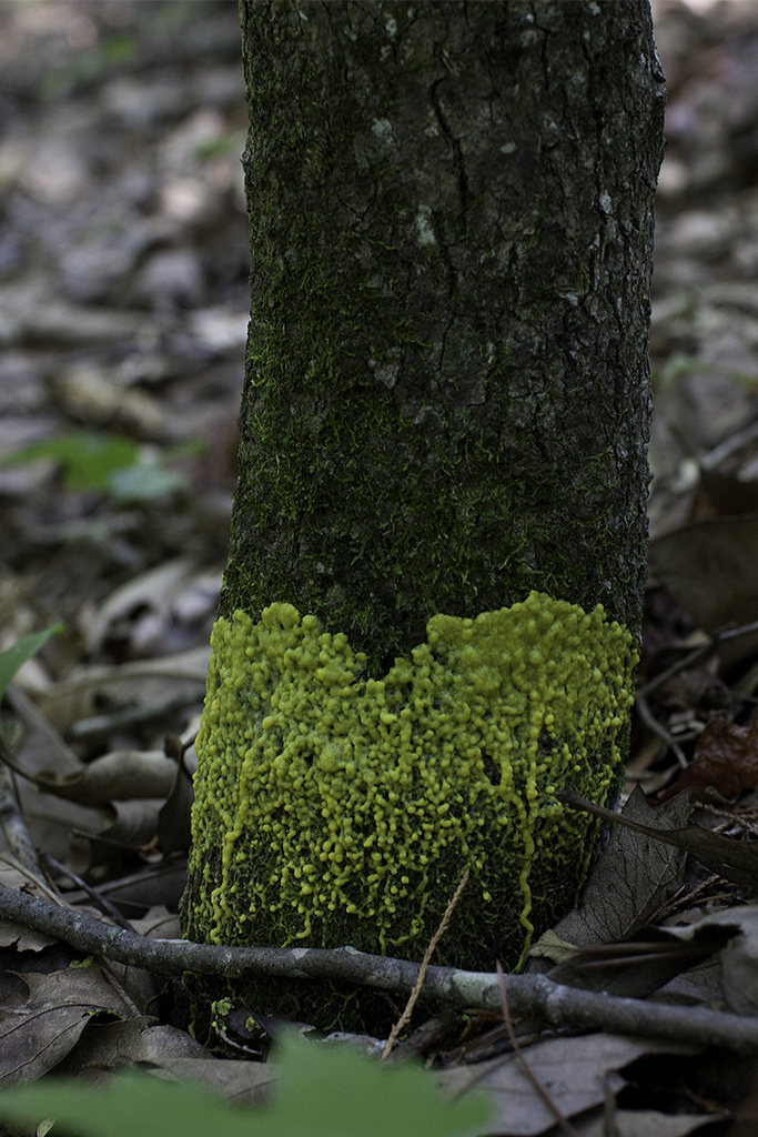 Diachea obovata (protozoans of the USA) · iNaturalist